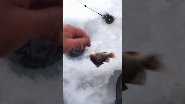 УДАЛСЯ ПОБЕГ #kola #north #рыба#kola #north #рыба