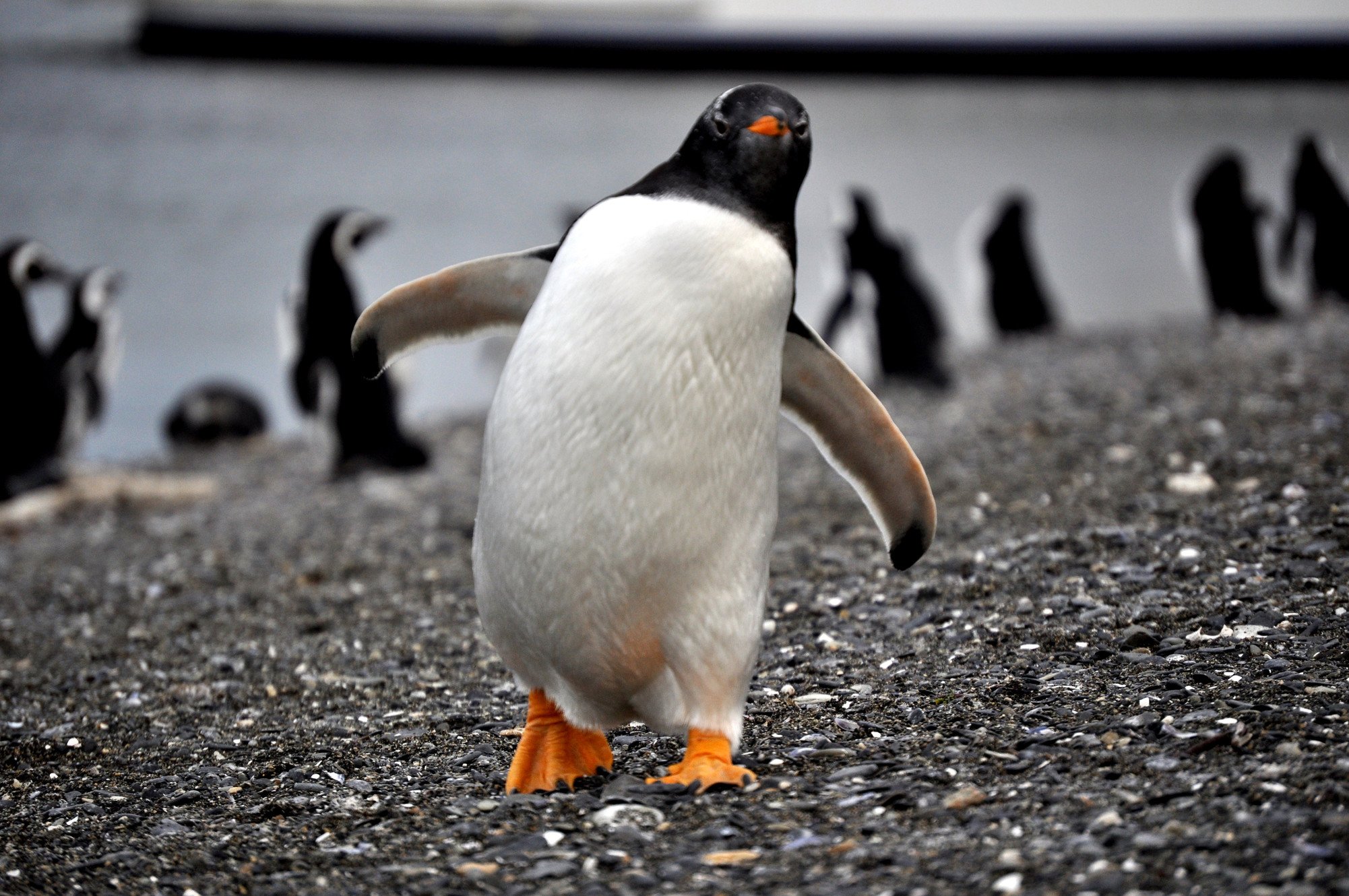 Забавные пингвины)