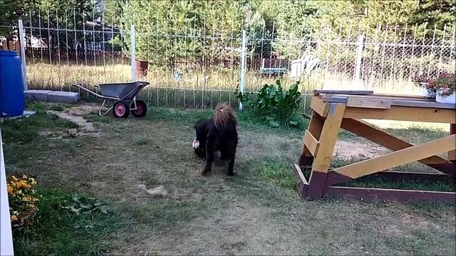 Новый мячик для собаки.mp4