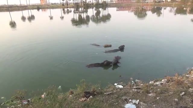 Группа буйволов принимает ванну