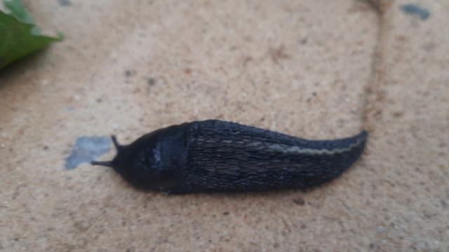 Жизнь улитки