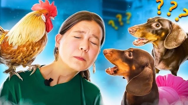 НЕОЖИДАННАЯ РЕАКЦИЯ СОБАК НА ПЕТУХА | ОН КЛЮНУЛ ЧАПКУ!!!