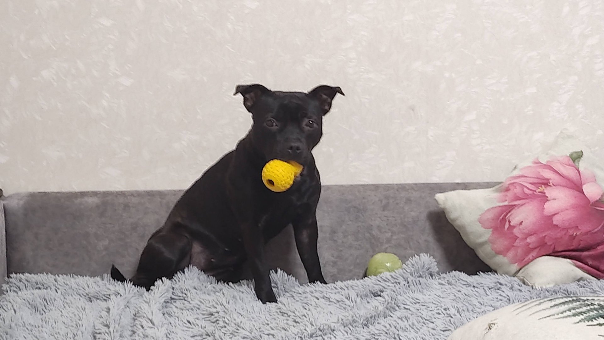 Staffie игра в прятки!