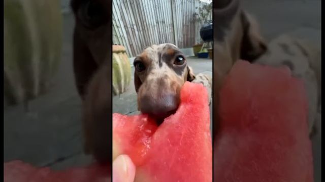 Уряяя, лето арбузы )))