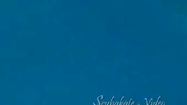 Кормление акул