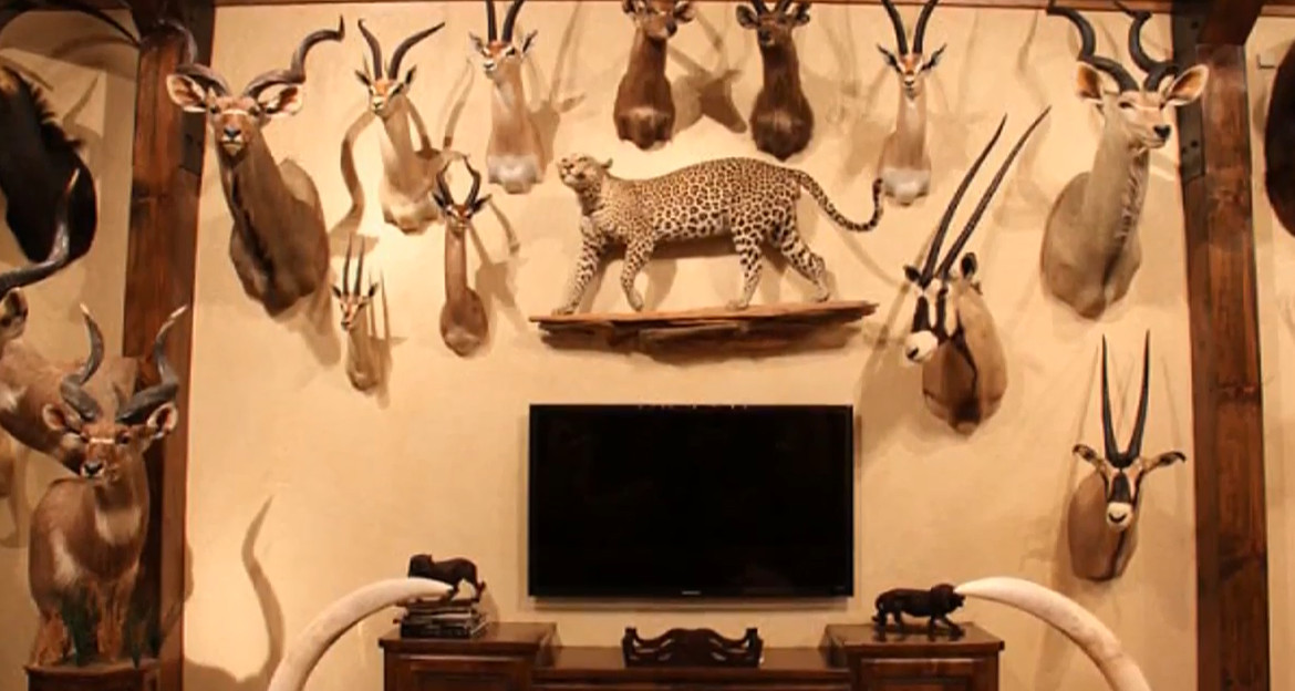 Чучела животных в интерьере