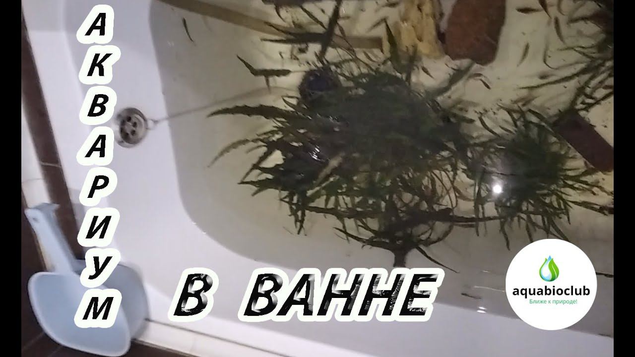 Аквариум в ванне. Плюсы и минусы.
