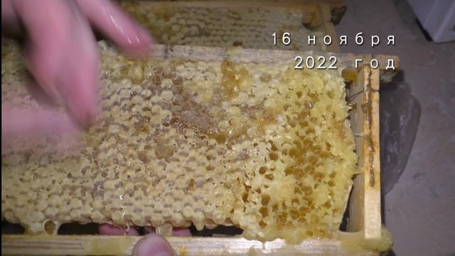 Восковая моль в сотовом мёде