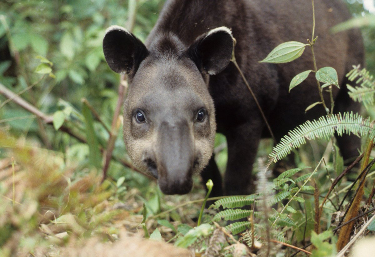 «Тапир» ИМПРОВИЗАЦИЯ фортепиано композитор Виктор Анохин #country #viktorjazz #instrumentalmusic