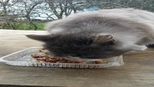 все хотят есть