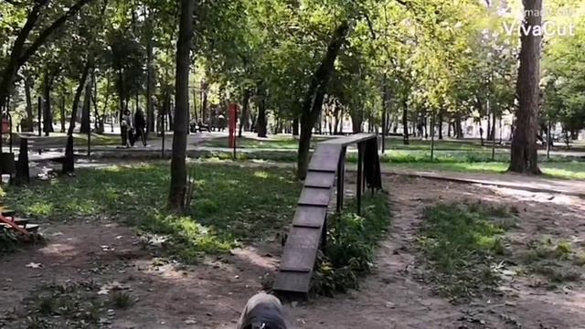 кане-корсо парк в Балашихе "Пехорка"