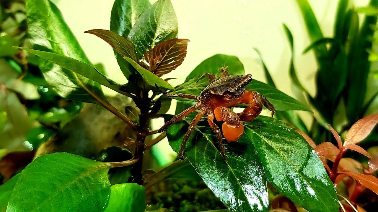 Победа в конкурсе видео работ для аквариумистов #Aquacontest