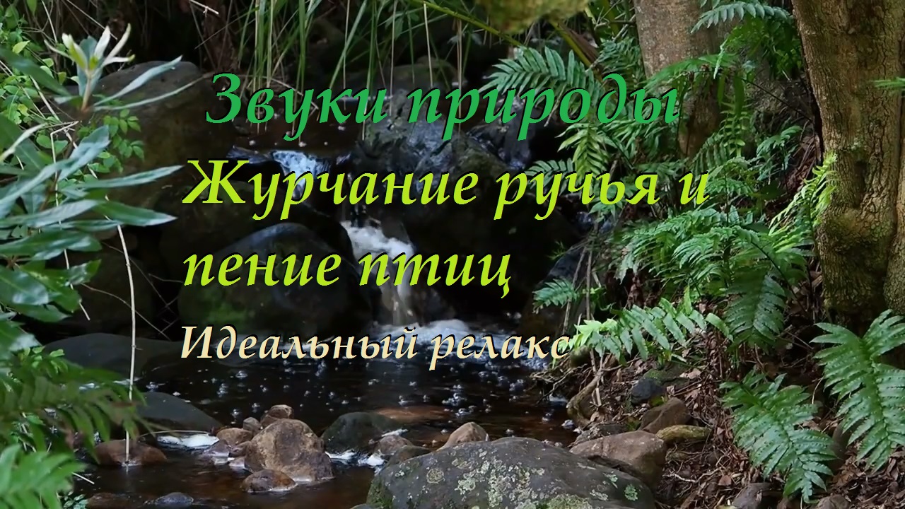 Звуки природы. Журчание ручья и пение птиц. для медитации, релакса и сна