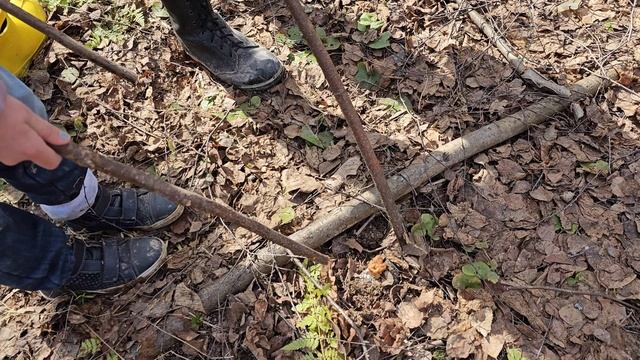 первые весенние грибы в подмосковье