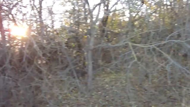 ОХОТА НА ЗАЙЦА И ФАЗАНА ноябрь 2016 года.mp4