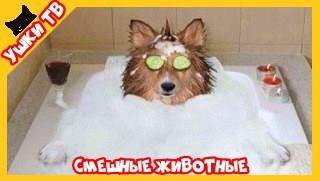 ?ПОПРОБУЙ НЕ ЗАСМЕЯТЬСЯ?СМЕШНЫЕ ПУШИСТИКИ / КОТИКИ СОБАЧКИ И ДРУГИЕ ЗАБАВНЫЕ ЖИВОТНЫЕ?