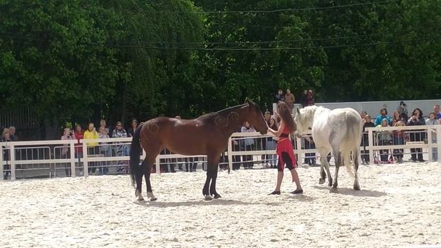 Номер со свободными лошадьми "Мечта"