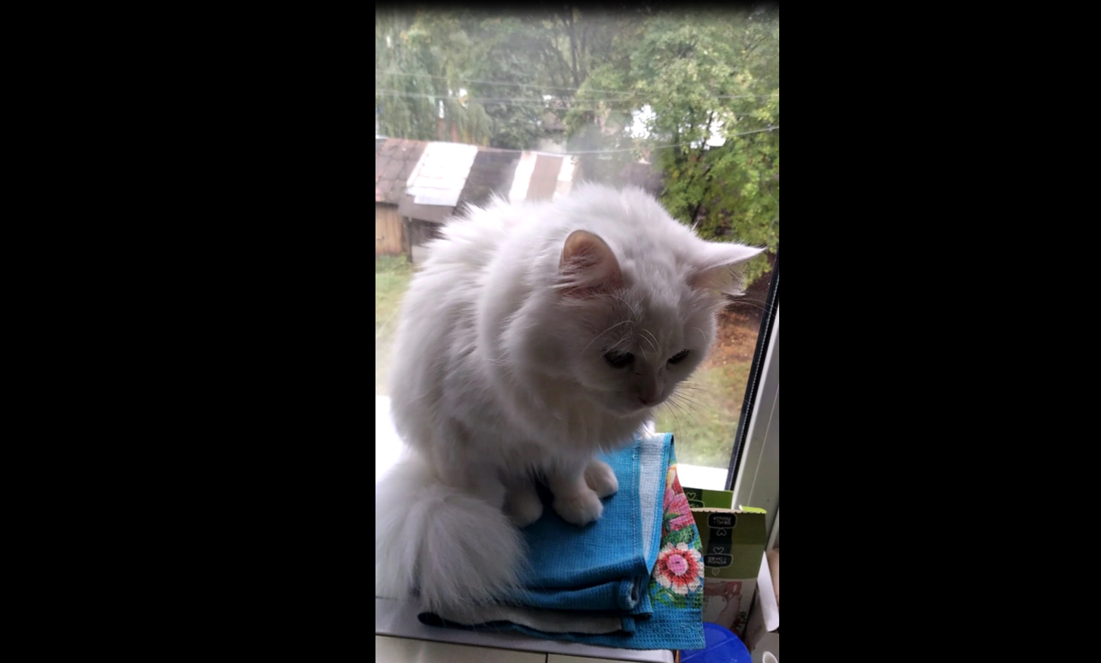 Бусинка. 1 урок! Команды: "сидеть" и "дай лапку".