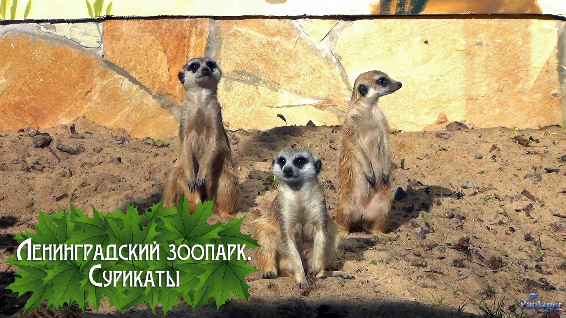 Ленинградский зоопарк. Сурикаты (2023)