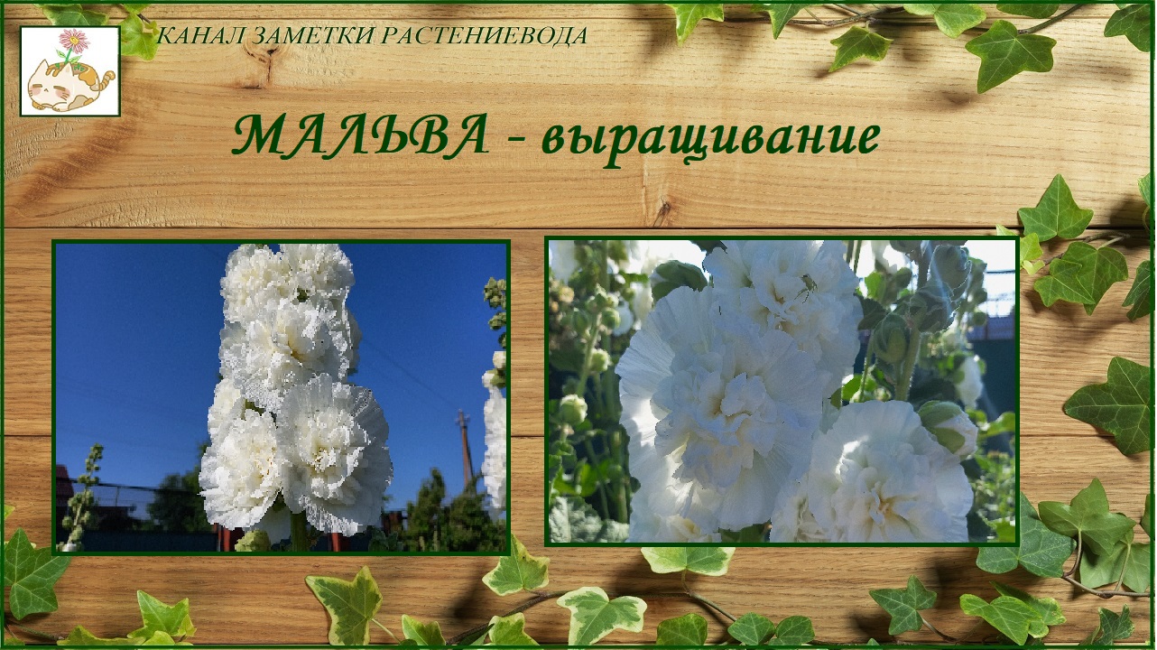 Мальва, шток-роза - выращивание из семян, от посева до цветения