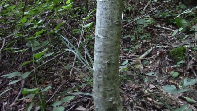 01-10-2017_ТРИ ВОДОПАДА НА ТРЕТЬЕМ ПРИТОКЕ р.КУТАРКА.mp4