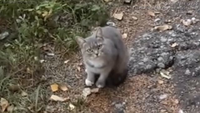 Мой котенок скоттиш фолд Лапик 1