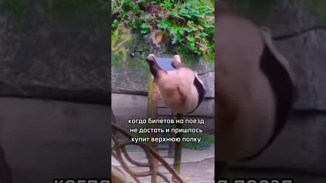 Верхняя полка - да или нет? #ржд #ждбилет #поезд #отпуск #светагранат  #путешествияпороссии