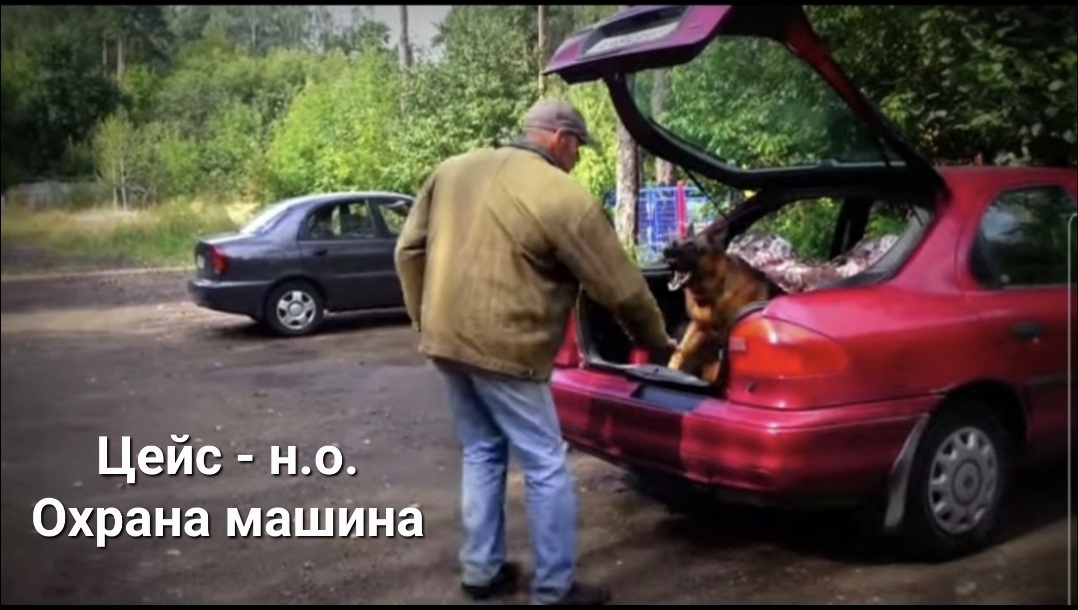 Цейс - немецкая овчарка.
Охрана машины.