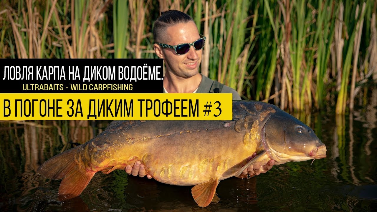 Ловля карпа на диком водоёме. Карпфишинг в завоз. В погоне за диким трофеем #3.