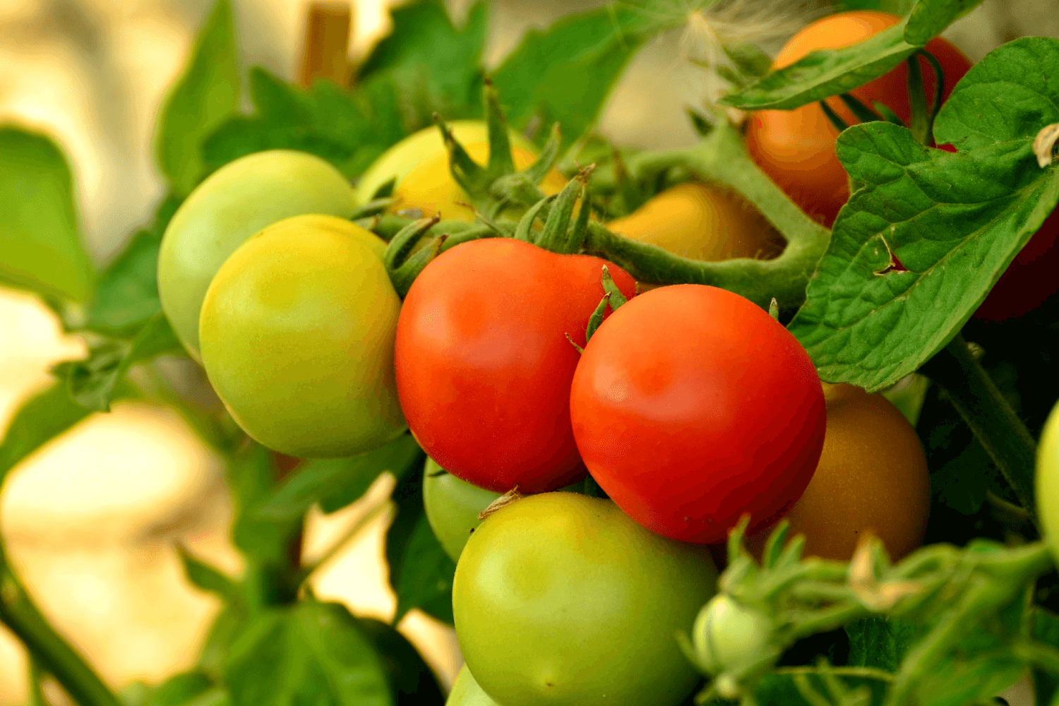 Томаты. Почему стоит обрывать плоды у черенков? Томат "Японский карлик"