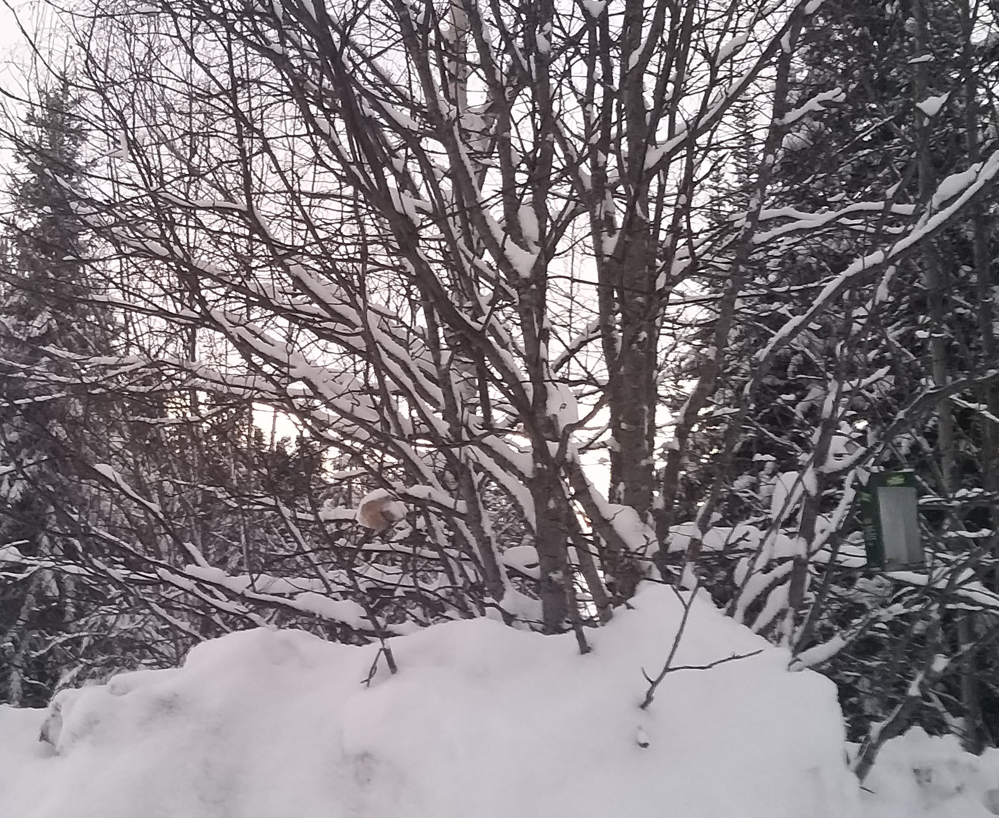 Кормушка для синиц