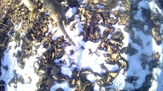 Не частый гость на улице. Вывел погулять на мороз, но гулять не сильно хочет.