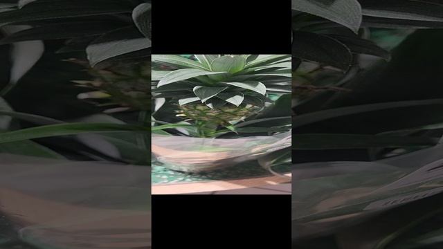 Комнатный ананас