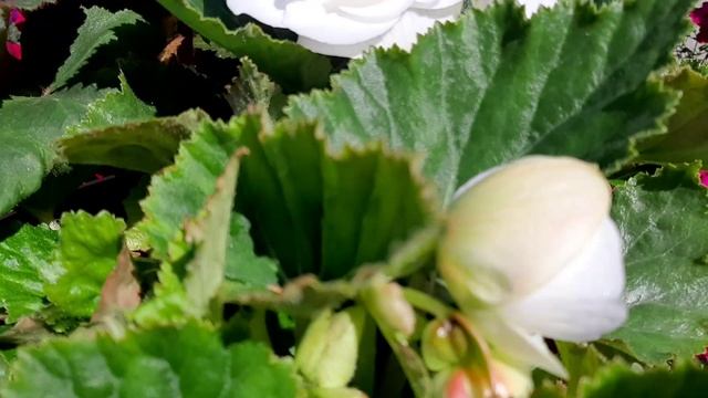 Середина июля Пора обрезать петунии Никак не налюбуюсь на бегонии