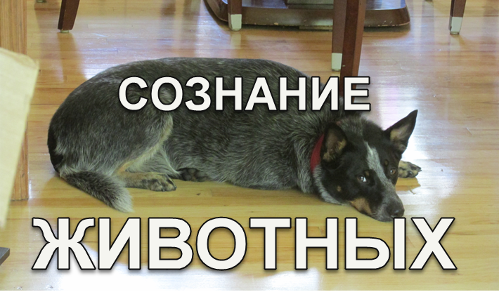 Сознание животных - мои наблюдения.