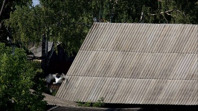 Белый аист в беде, но не беда - госпиталь птиц Зеленый попугай спешит на помощь!