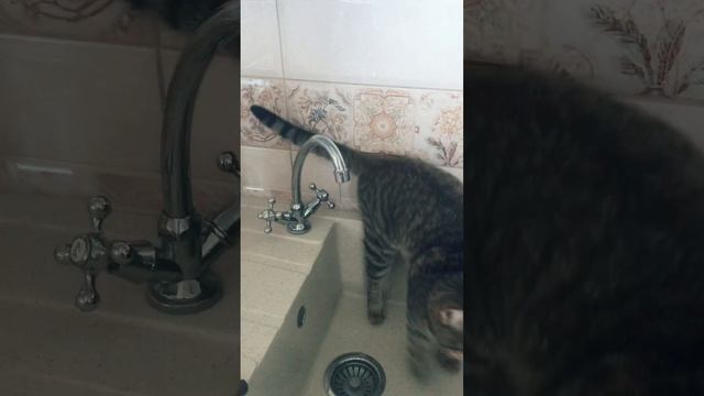 Кот Мурз и вода из крана (смешное)