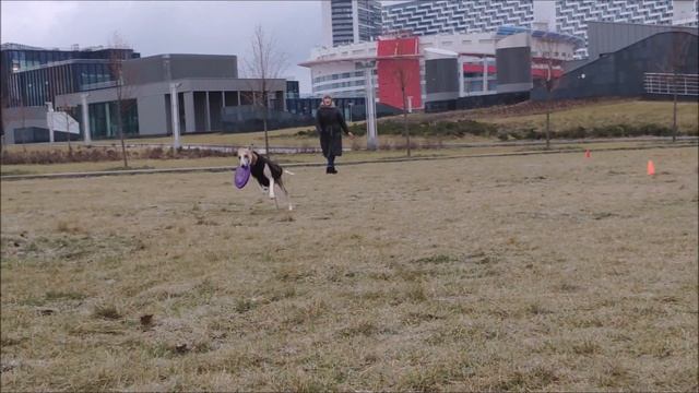 Уиппеты с тренировок.mp4