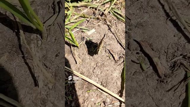 нашествие бабочек #invasion of butterflies #у нас очень много бабочек #бабочки повсюду