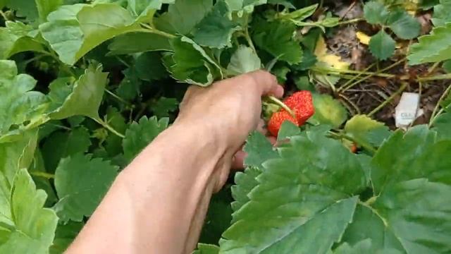 #клубника#уход_за_клубникой#ягоды_в_саду Чтобы клубника не портилась на корню!