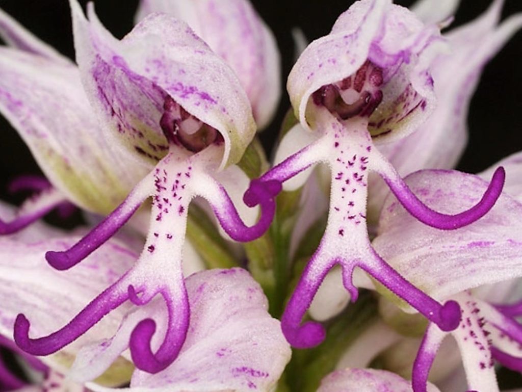 Цветы, которые выглядят совсем не как цветы - Орхидея Танцующие Девушки!