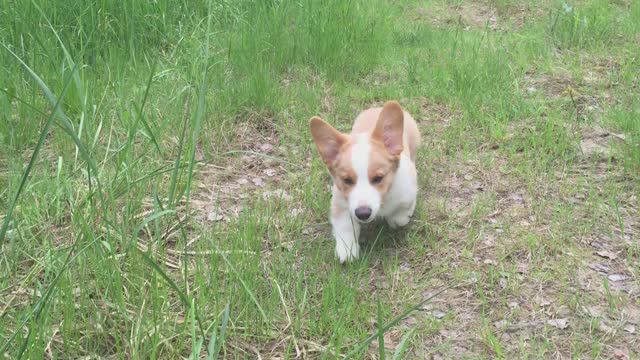 Лаврик, ко мне. май 2016