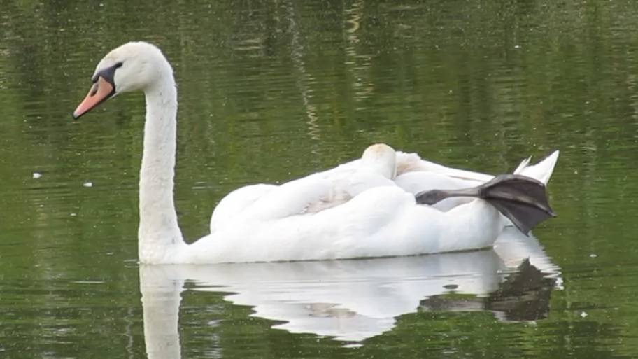В парке у дома. 31.07.2024г. г.Омск.