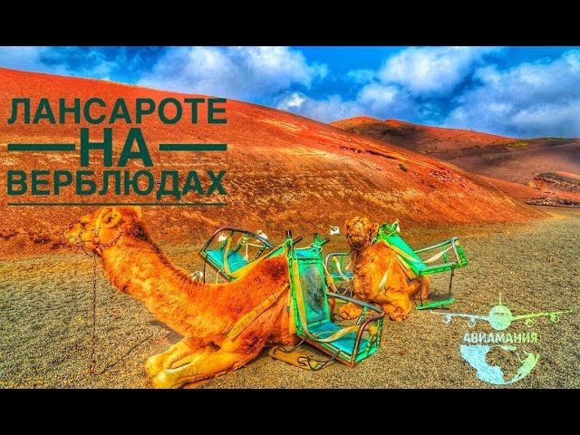 Лансароте Канарские острова (Lanzarote) : катание на верблюдах в Тиманфайя (Timanfaya) #Авиамания