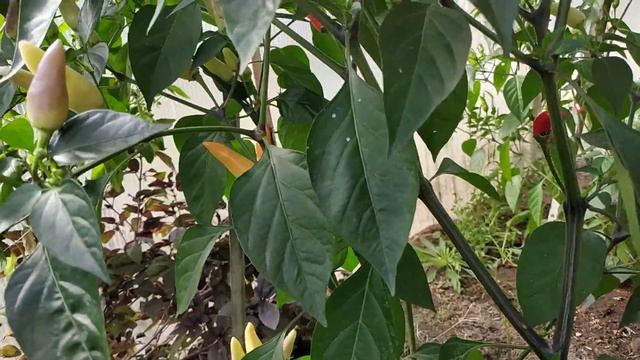 Критский Перец - 2..mp4