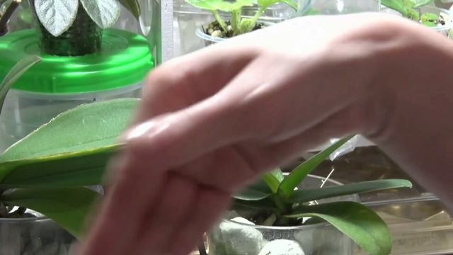 Пересадка мини-орхидеи в закрытую систему подробно