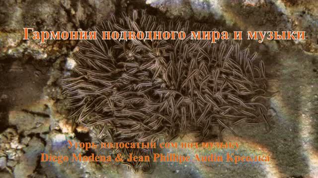59. Угорь полосатый сом под музыку Diego Modena & Jean Phillipe Audin Креолка
