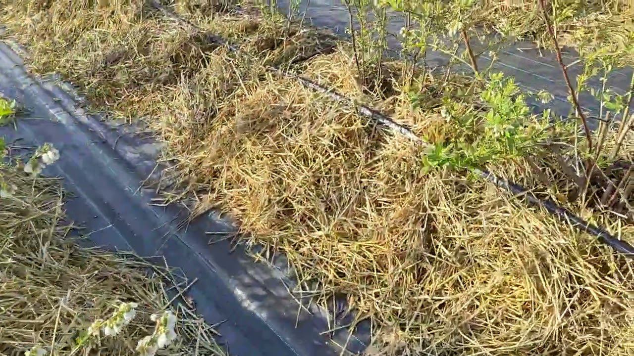 Начало цветения голубики 2024