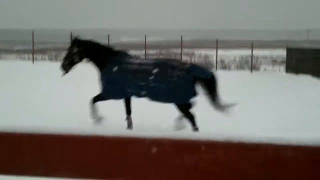 Норд в снегу