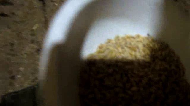 как козлёнок в первые в жизни   ест  зерно